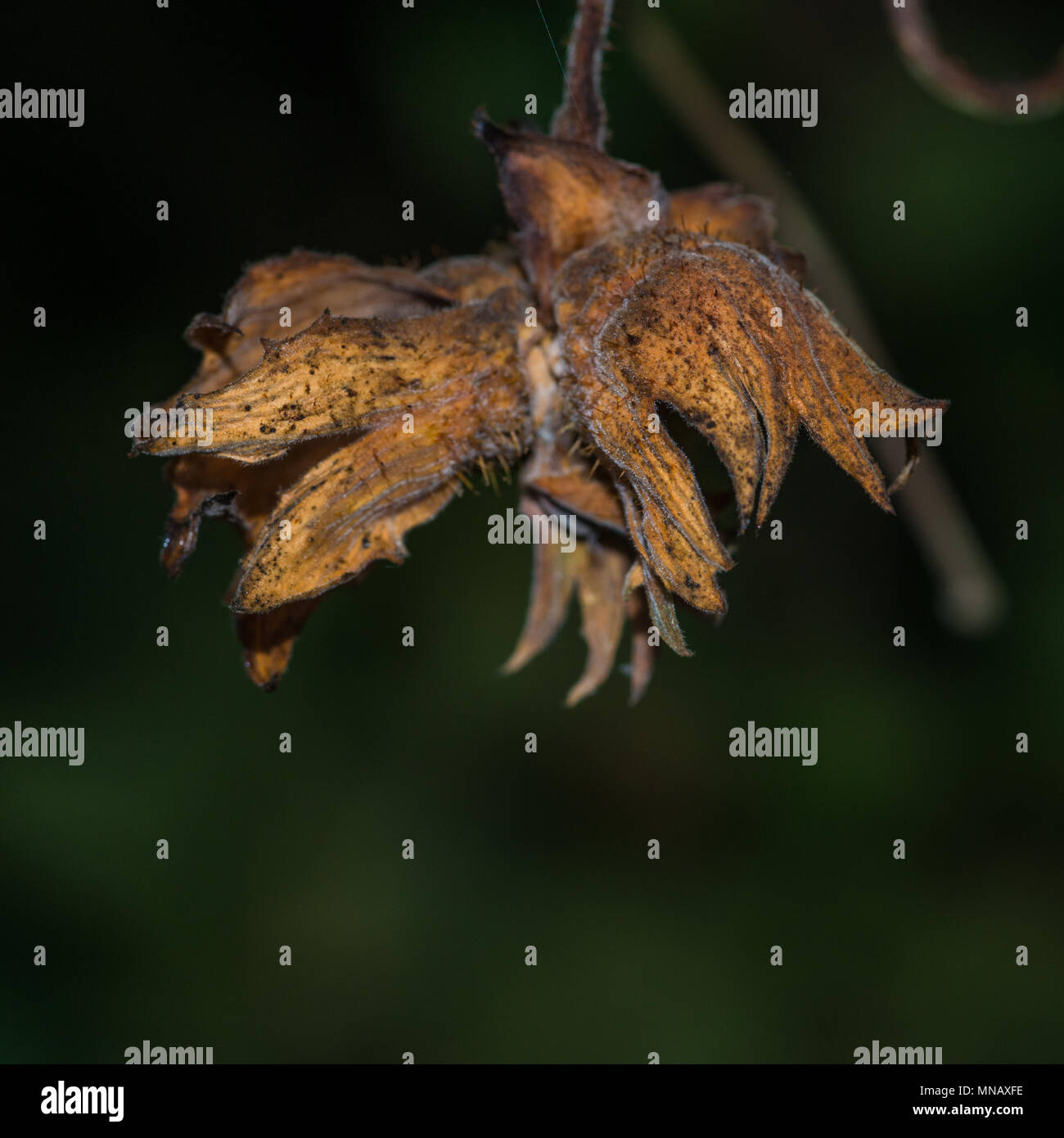 Empty husk hi-res stock photography and images - Alamy