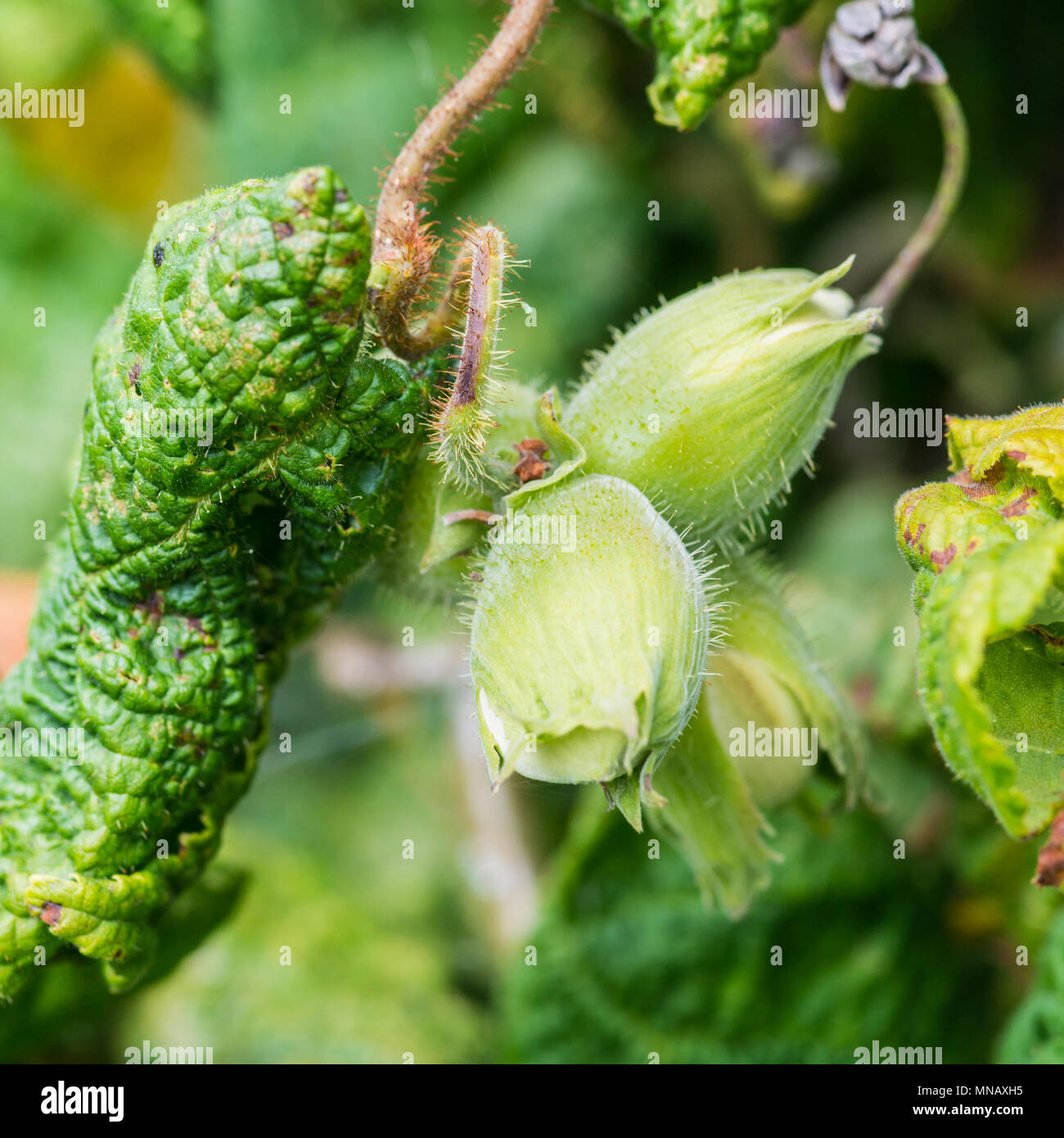 Corkscrew hazelnut tree hi-res stock photography and images - Alamy