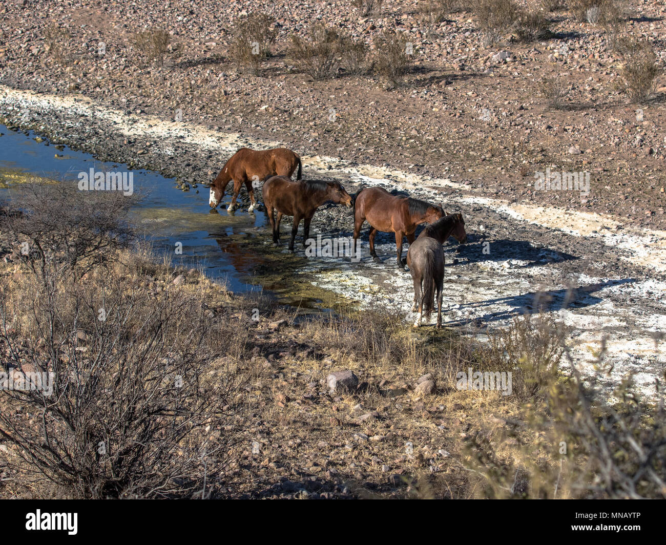 Wild Horses Grazing Open Pasture Stock Photo - Alamy