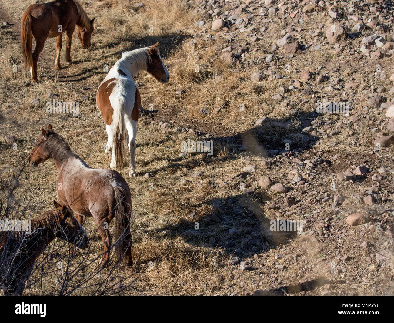 Wild Horses In West Texas Stampede Roundup Stock Photo - Alamy