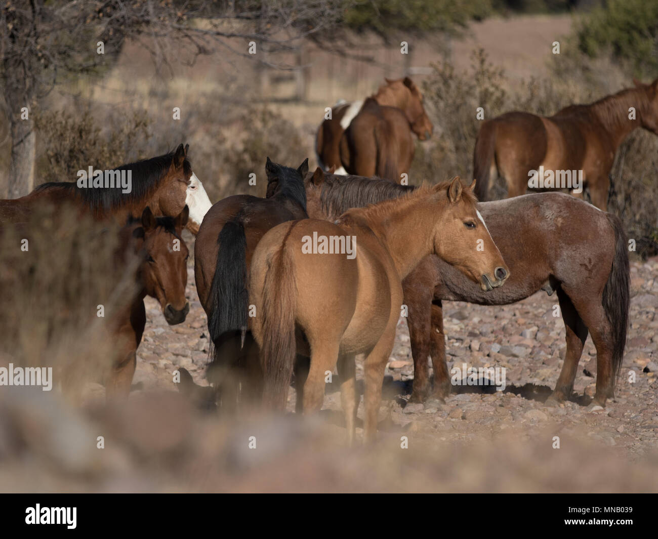 Wild Horses Grazing Open Pasture Stock Photo - Alamy