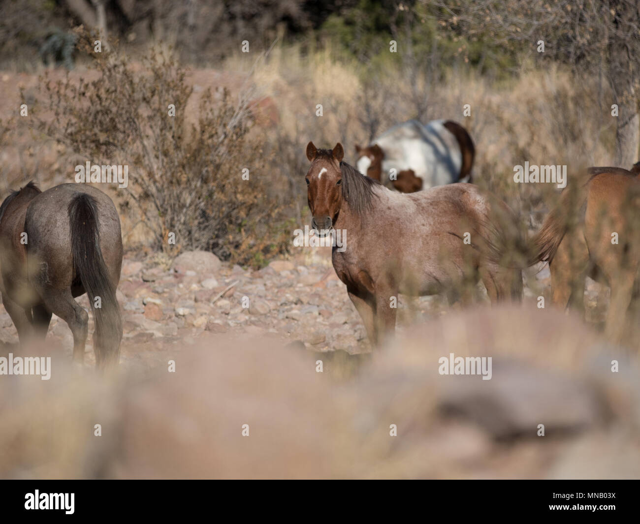 Wild Horses Grazing Open Pasture Stock Photo - Alamy
