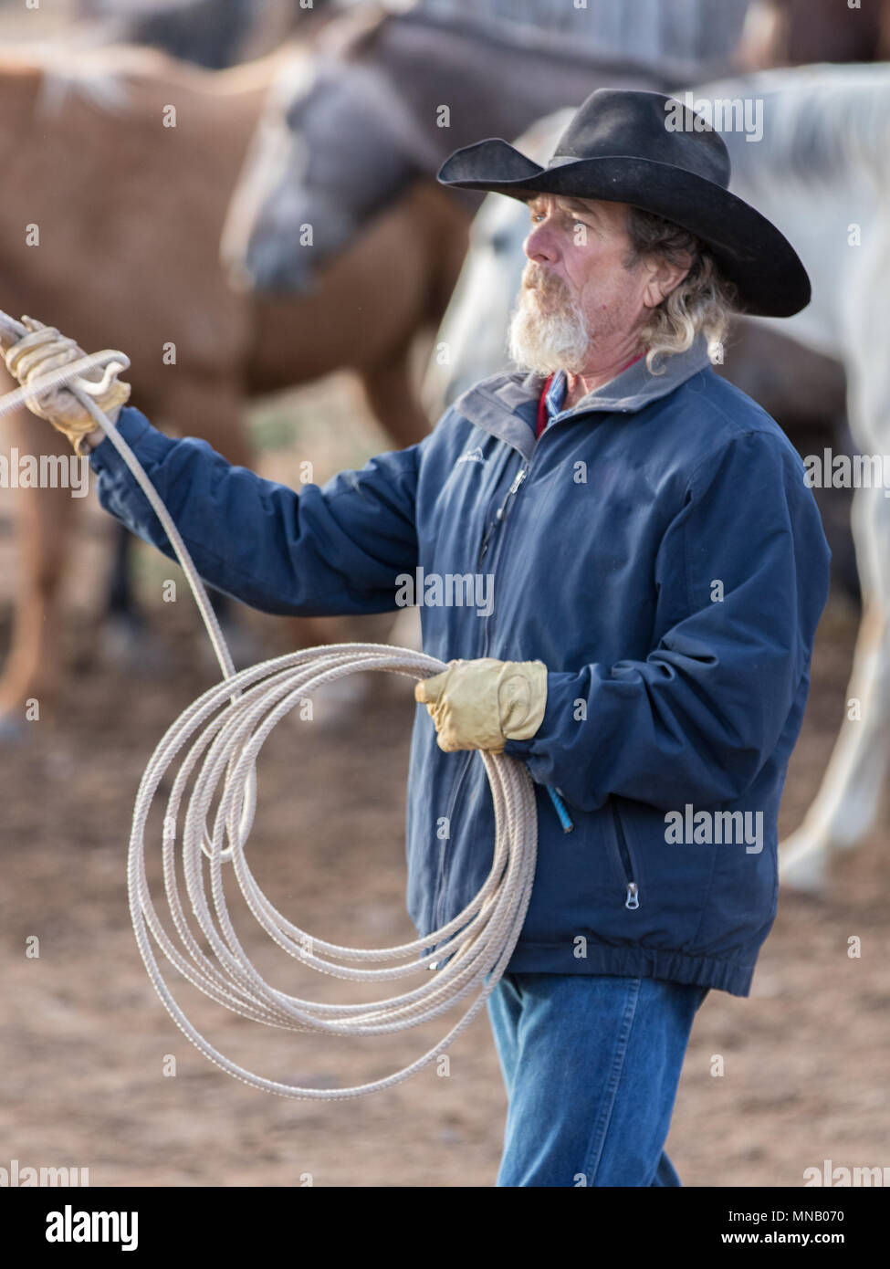 Cowboy roping hi-res stock photography and images - Alamy