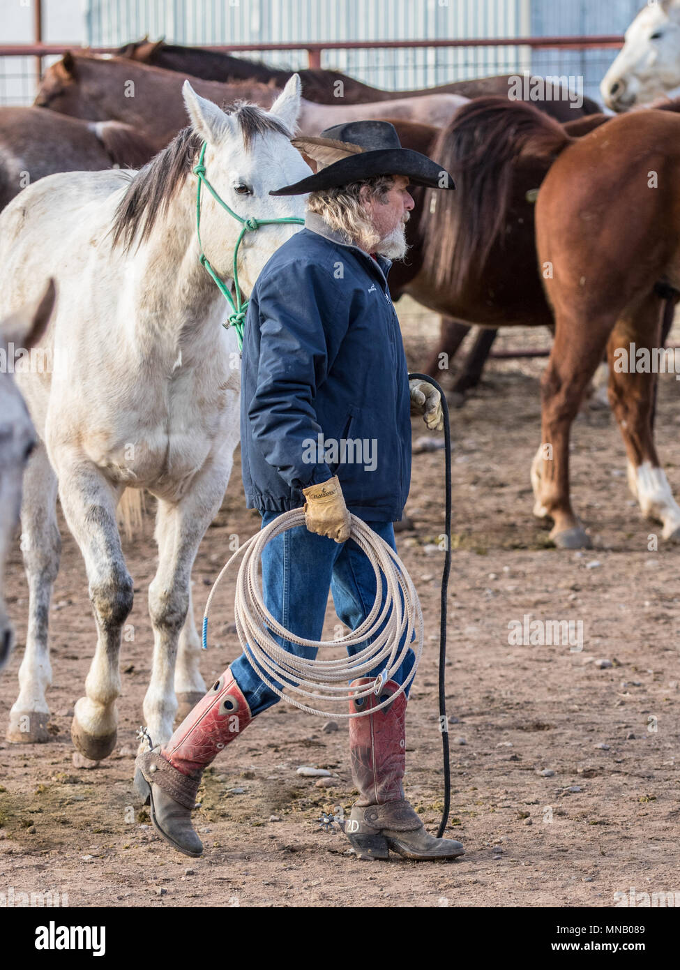 Working Cowboy with horses Stock Photo - Alamy