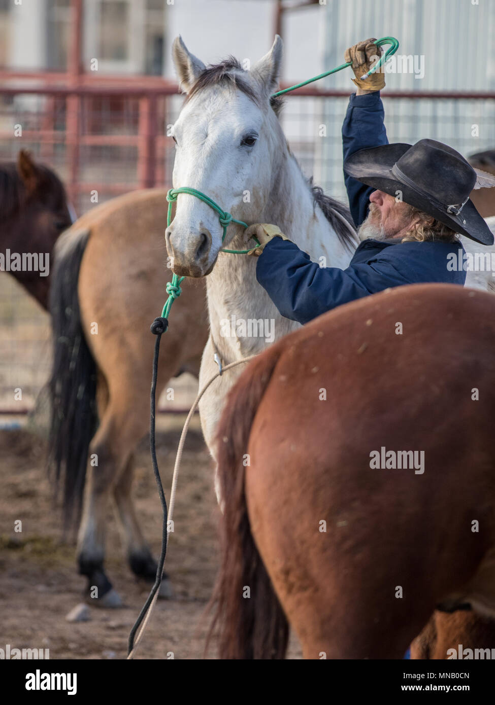 Authentic Working Cowboy Stock Photo - Alamy