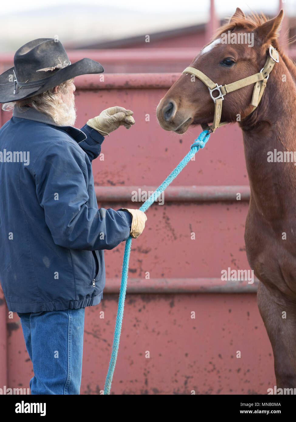 Real cowboy hi-res stock photography and images - Alamy