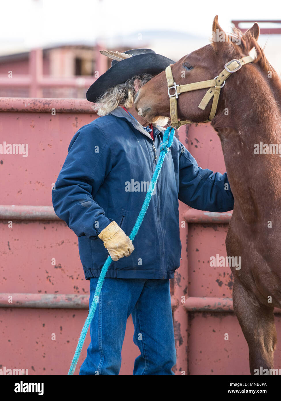Authentic Working Cowboy Stock Photo - Alamy