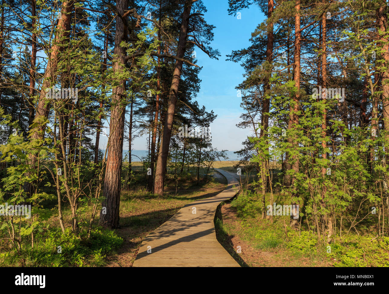 Wooden path leading to Baltic sea beach. Landscape with Pine forest ...