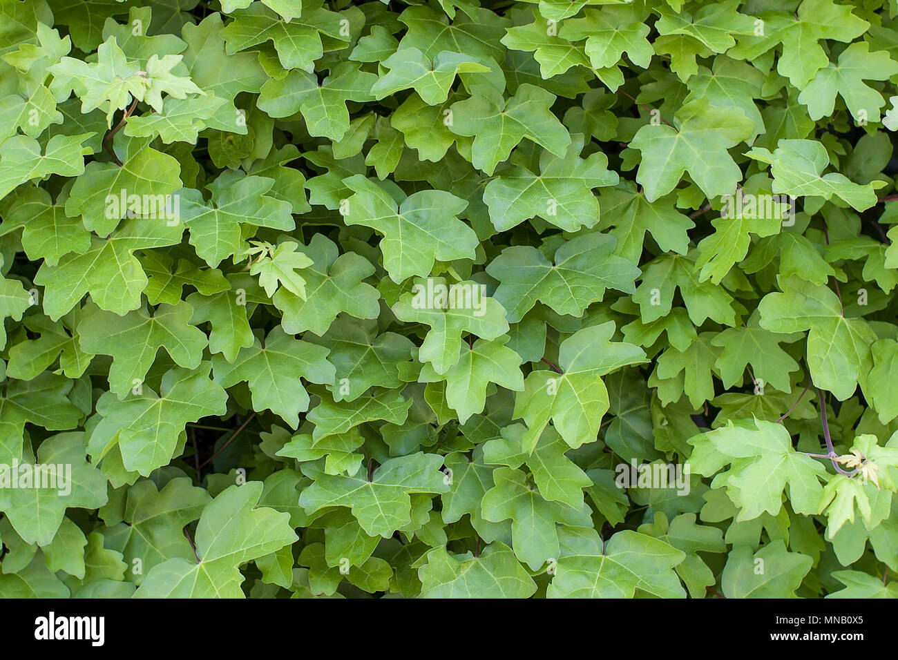 Maple leaf green background or texture. Bush Stock Photo - Alamy