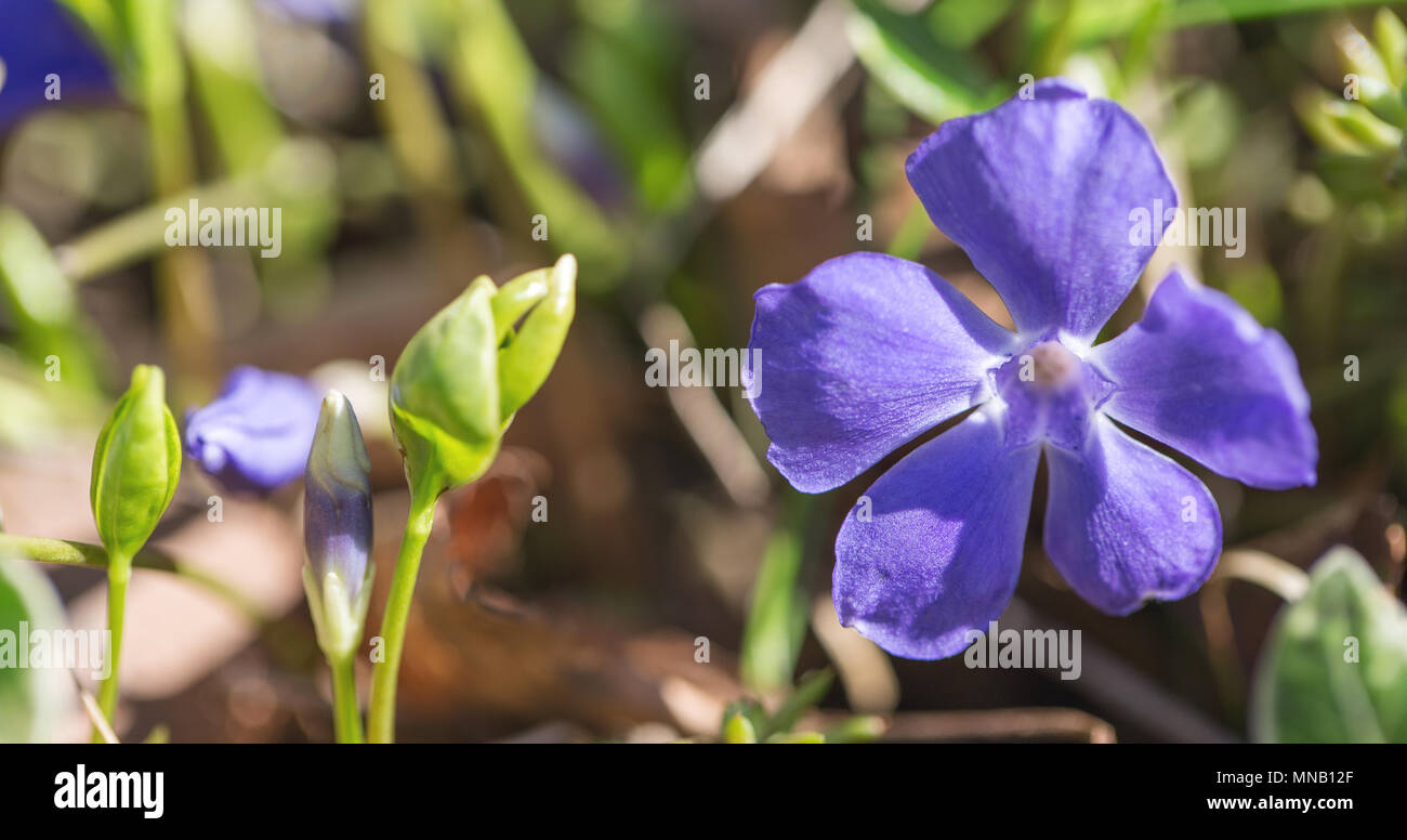 Vinca minor common names lesser periwinkle, dwarf periwinkle, small ...