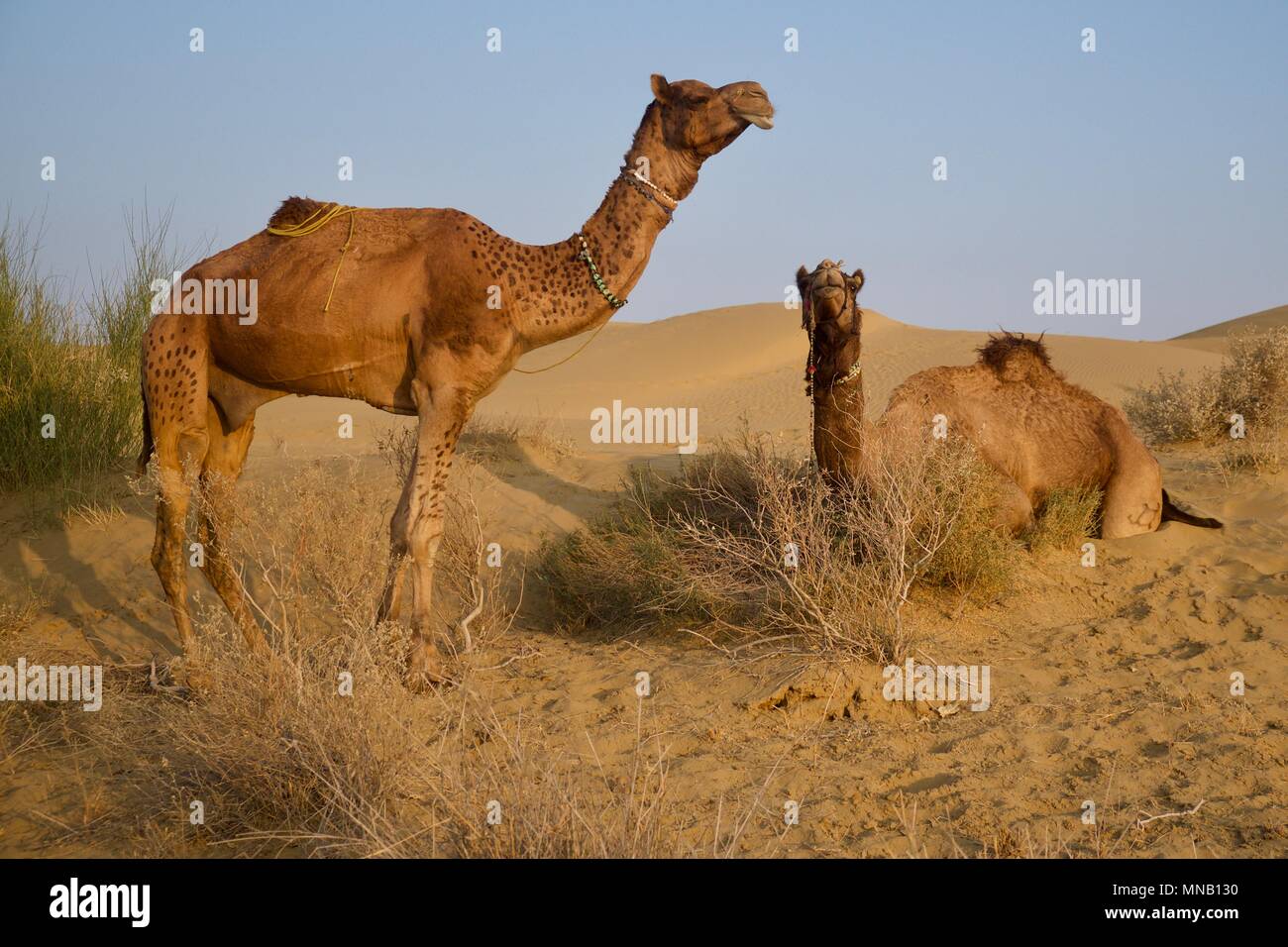 Thar desert animals hi-res stock photography and images - Alamy