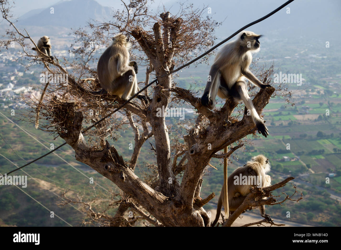 Group of langur monkeys sitting atop of a tree near Savitri Temple on ...