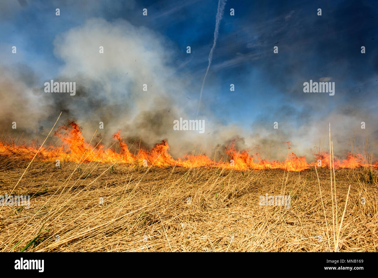 Global Warming. Burning agricultural field, smoke pollution Stock Photo ...