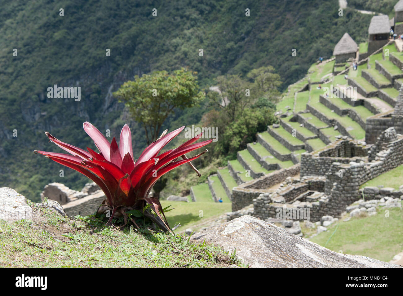 A bromeliad flower in bloom overlooks the stepped valley of Machu ...