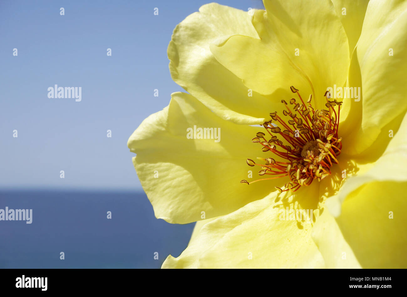 Yellow rose blue background hi-res stock photography and images - Alamy