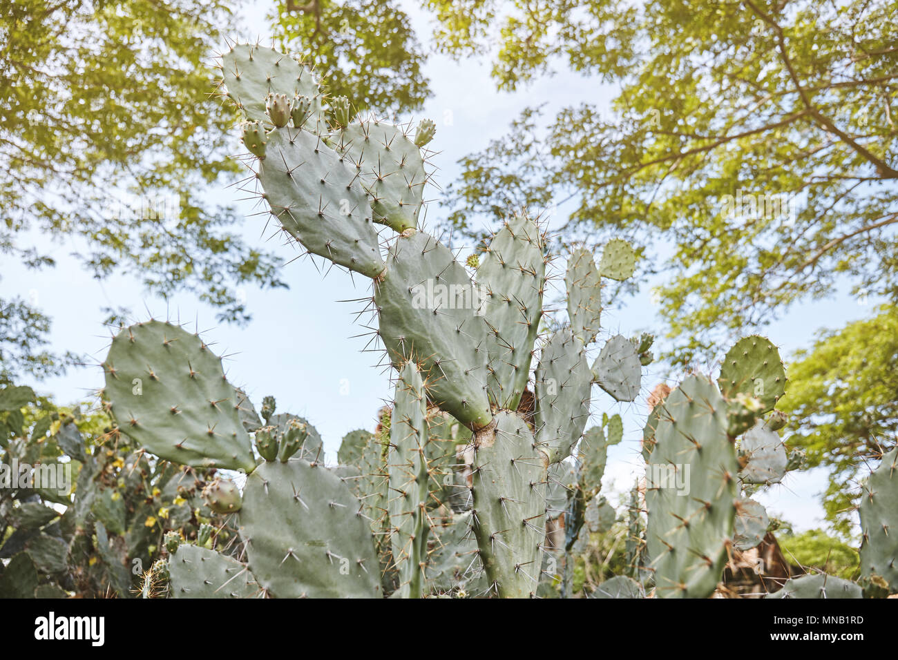 Long thorns hi-res stock photography and images - Alamy