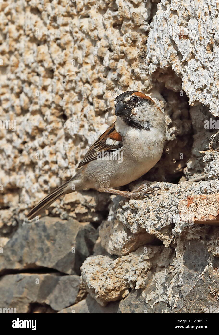 Cape Verde Sparrow (Passer iagoensis) adult male at entrance to nest in ...