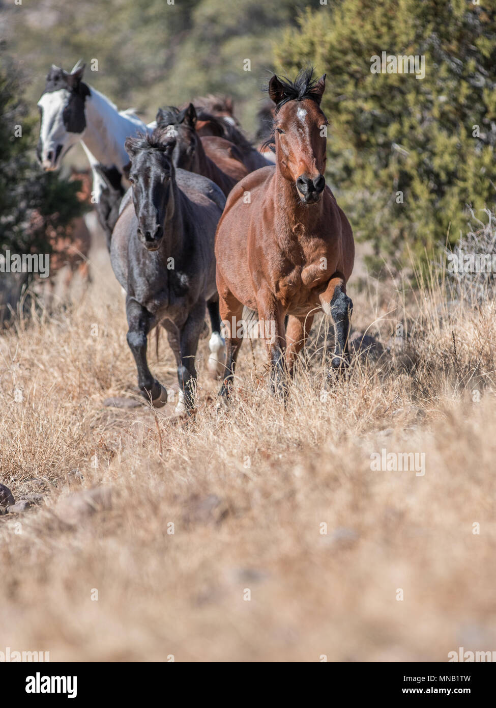 Horse roundup hi-res stock photography and images - Alamy