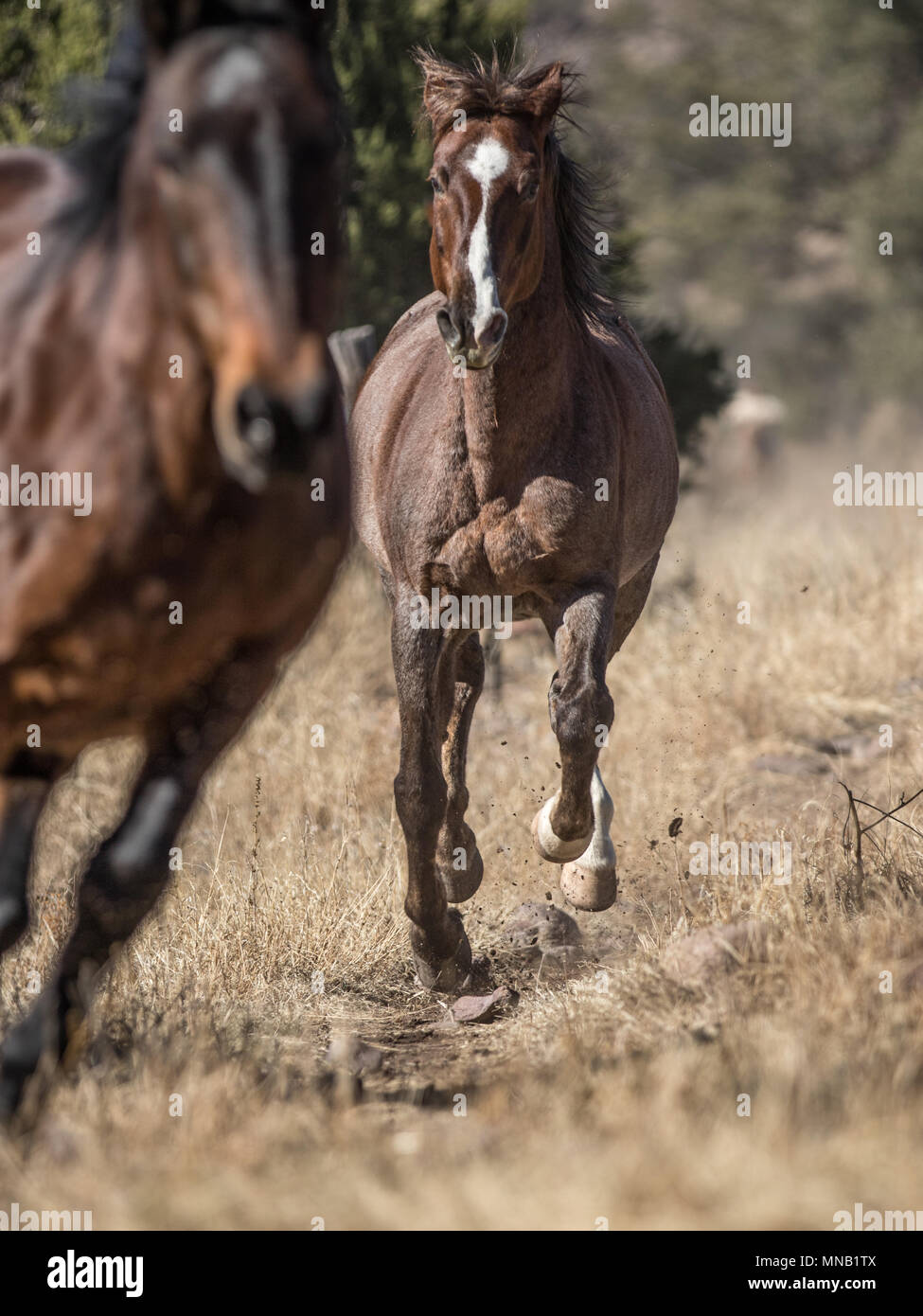 Wild Horses In West Texas Stampede Roundup Stock Photo - Alamy