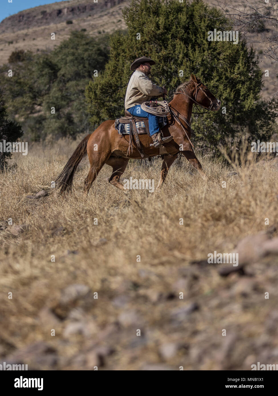 Real cowboys hi-res stock photography and images - Alamy