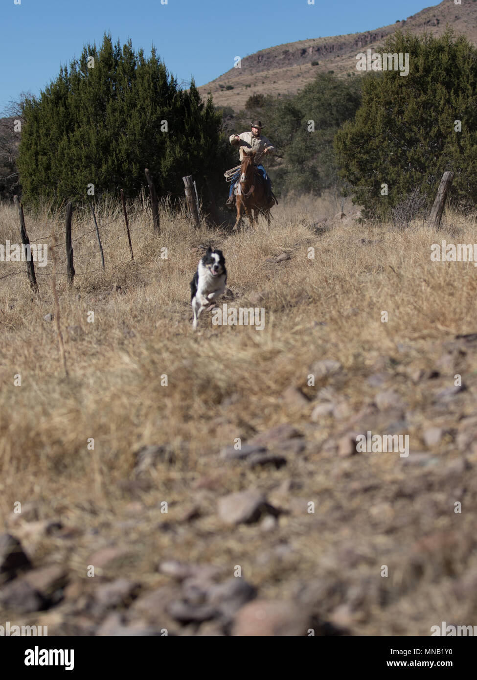 Authentic cowboy hi-res stock photography and images - Alamy