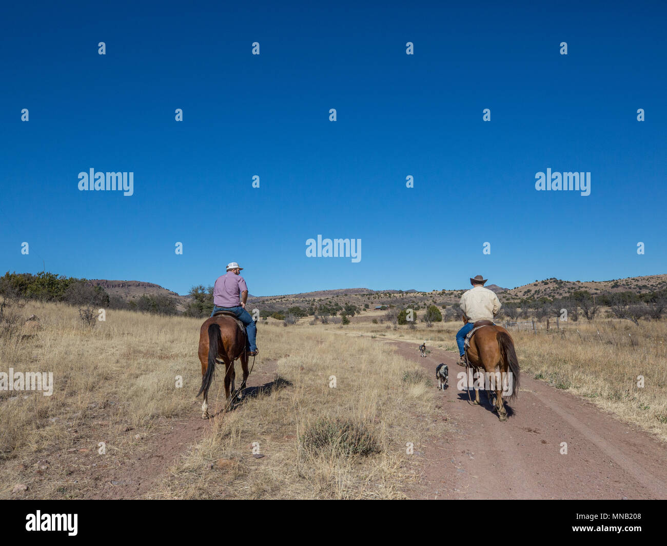 authentic cowboys riding trail with dogs Stock Photo - Alamy