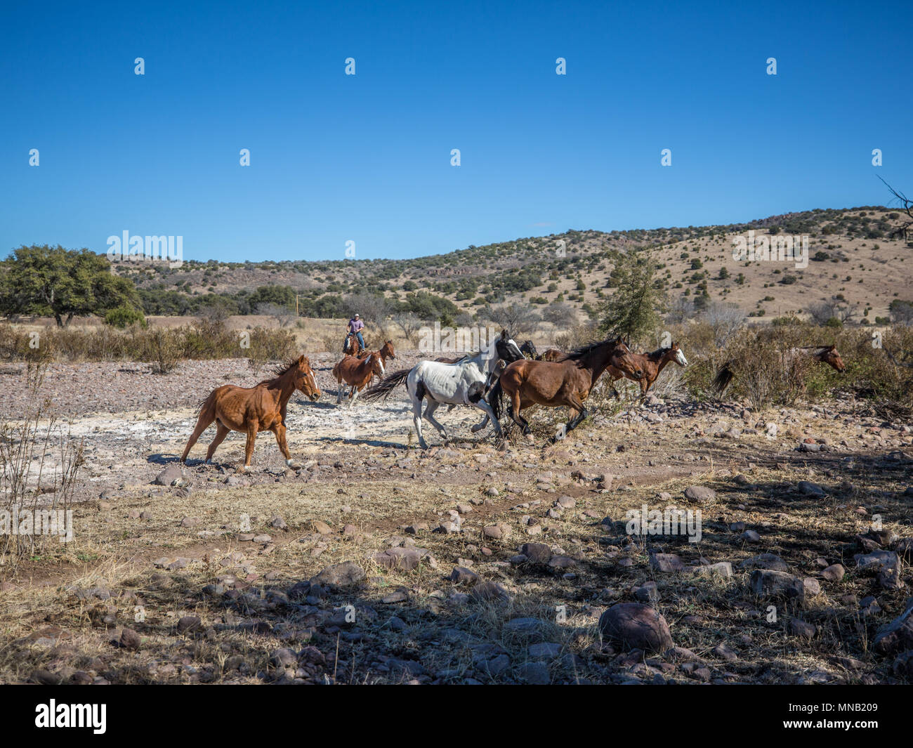 Cowboy rounding up horses hi-res stock photography and images - Alamy