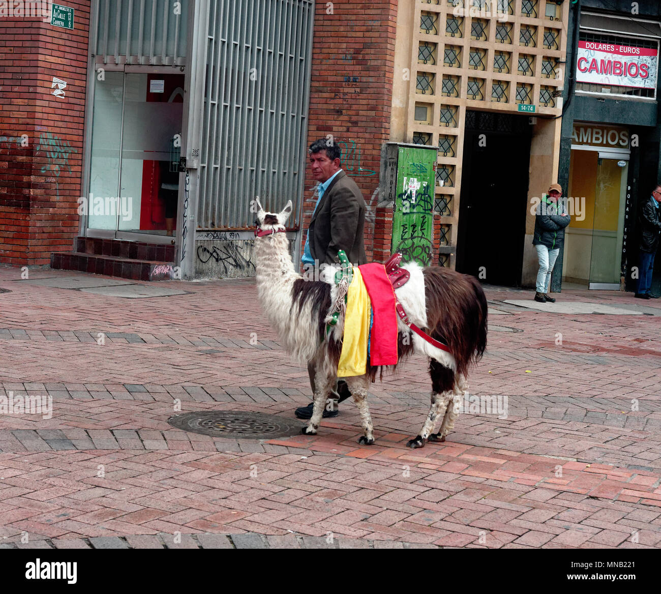 Pack annimal hi-res stock photography and images - Alamy