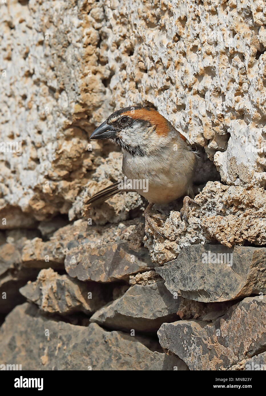Cape Verde Sparrow (Passer iagoensis) adult male at entrance to nest in ...