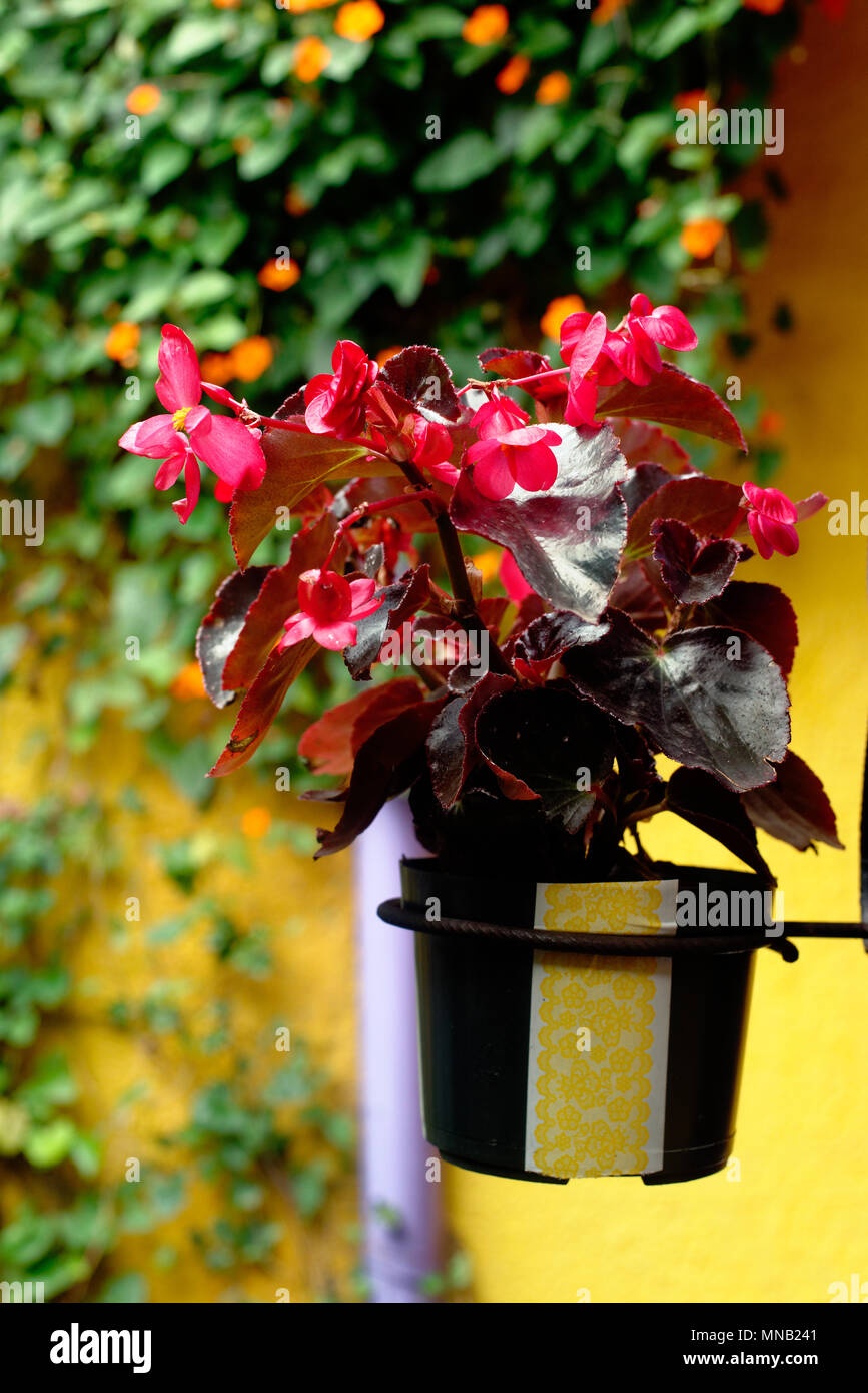 Potted red flowers Allamanda in a basket against a yellow background ...