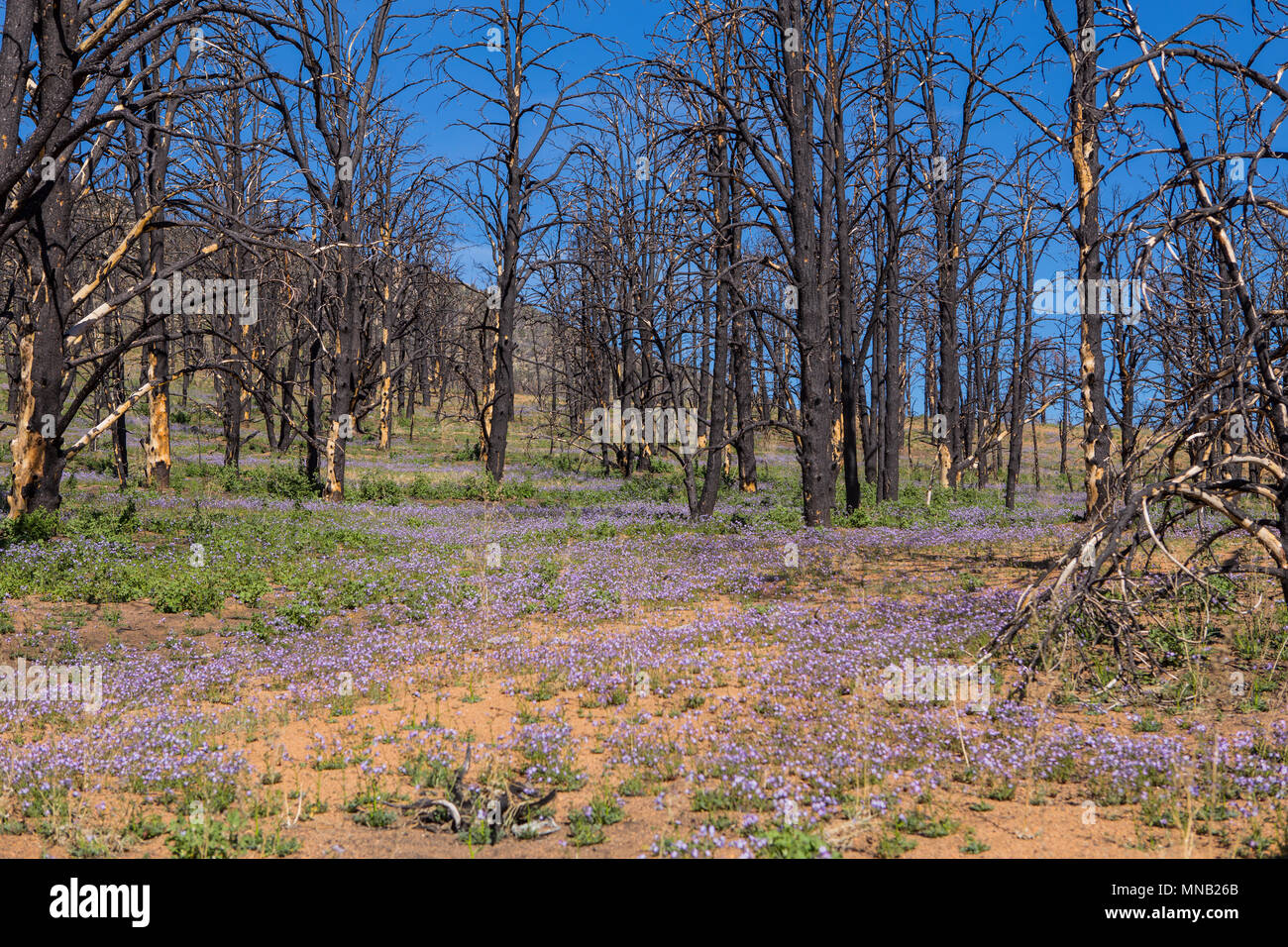 Wild flowers after forest fire hi-res stock photography and images - Alamy