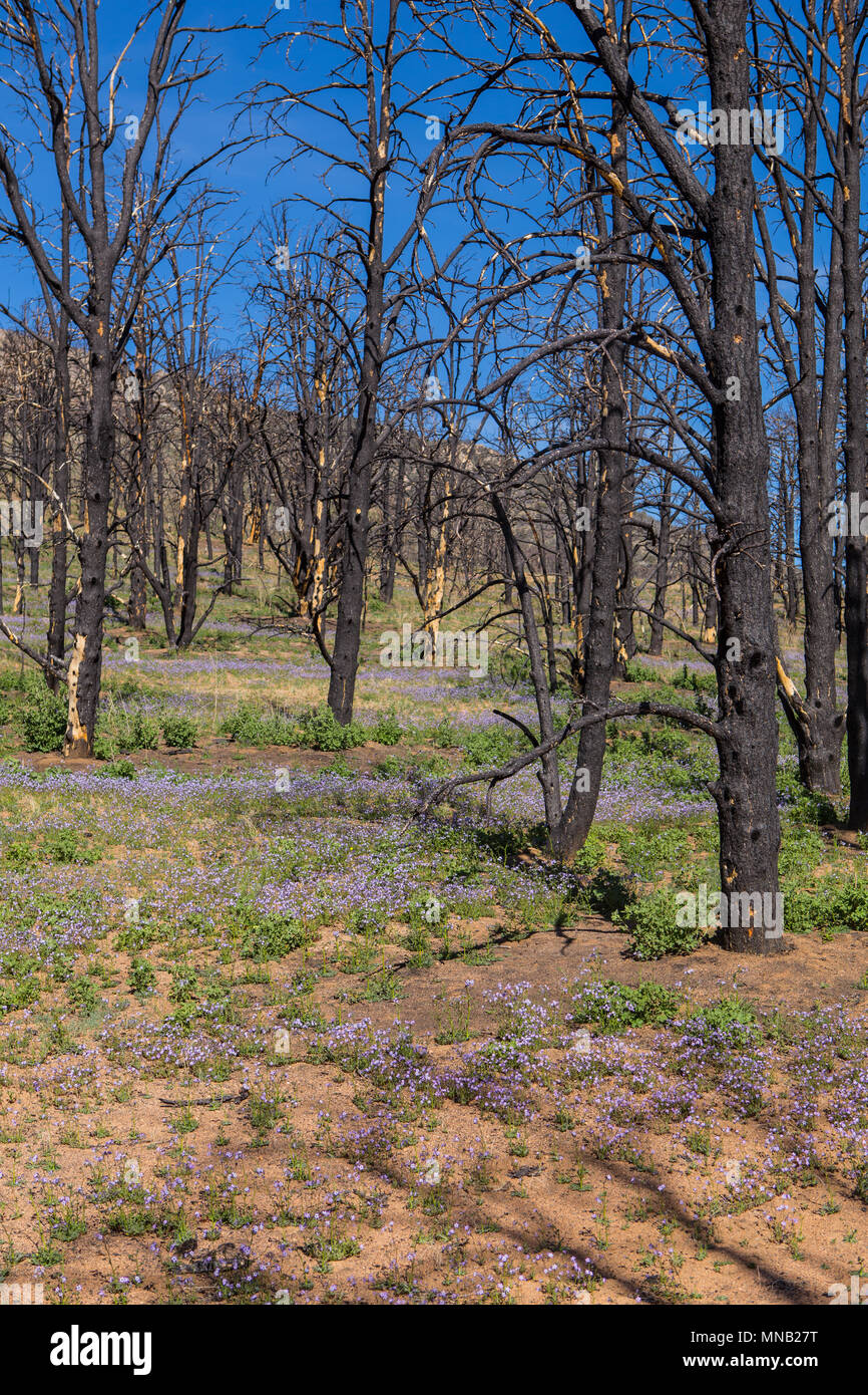 Wild flowers after forest fire hi-res stock photography and images - Alamy