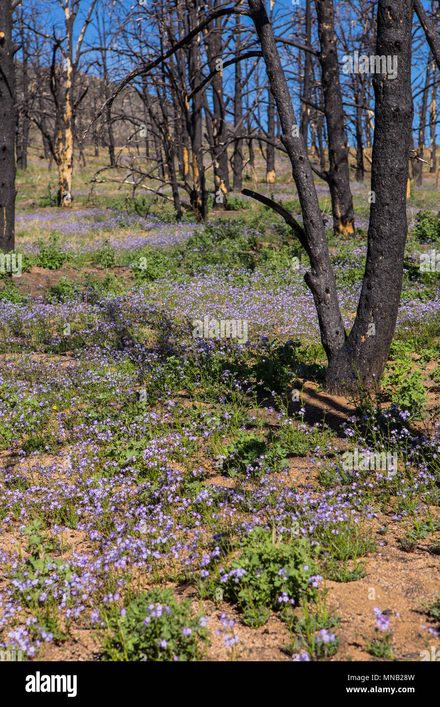 Wild flowers after forest fire hi-res stock photography and images - Alamy