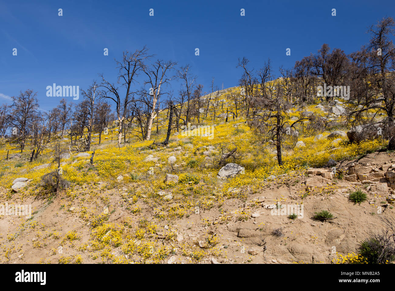 Wild flowers after forest fire hi-res stock photography and images - Alamy