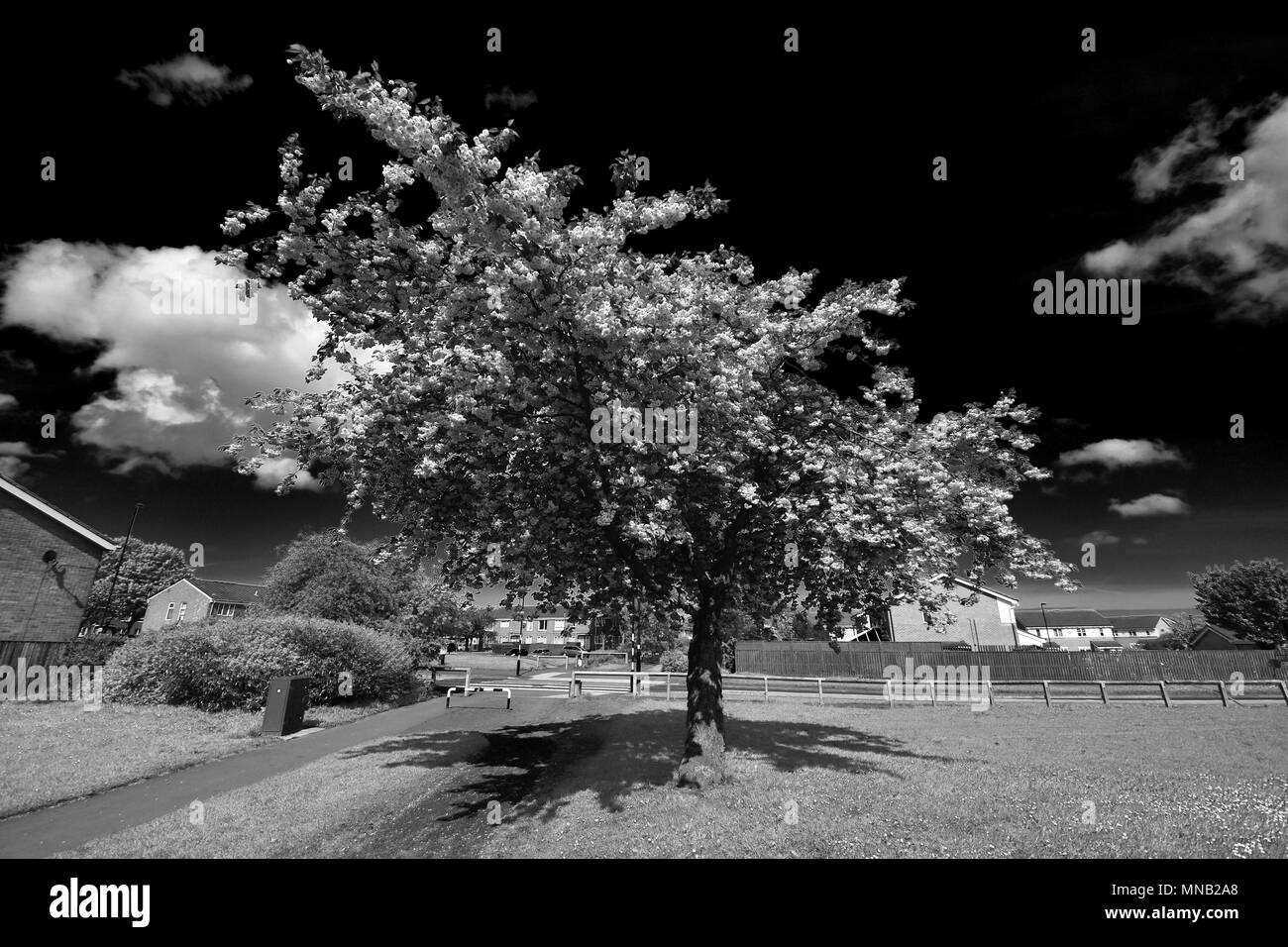 Cherry tree blossom blue Black and White Stock Photos & Images - Alamy