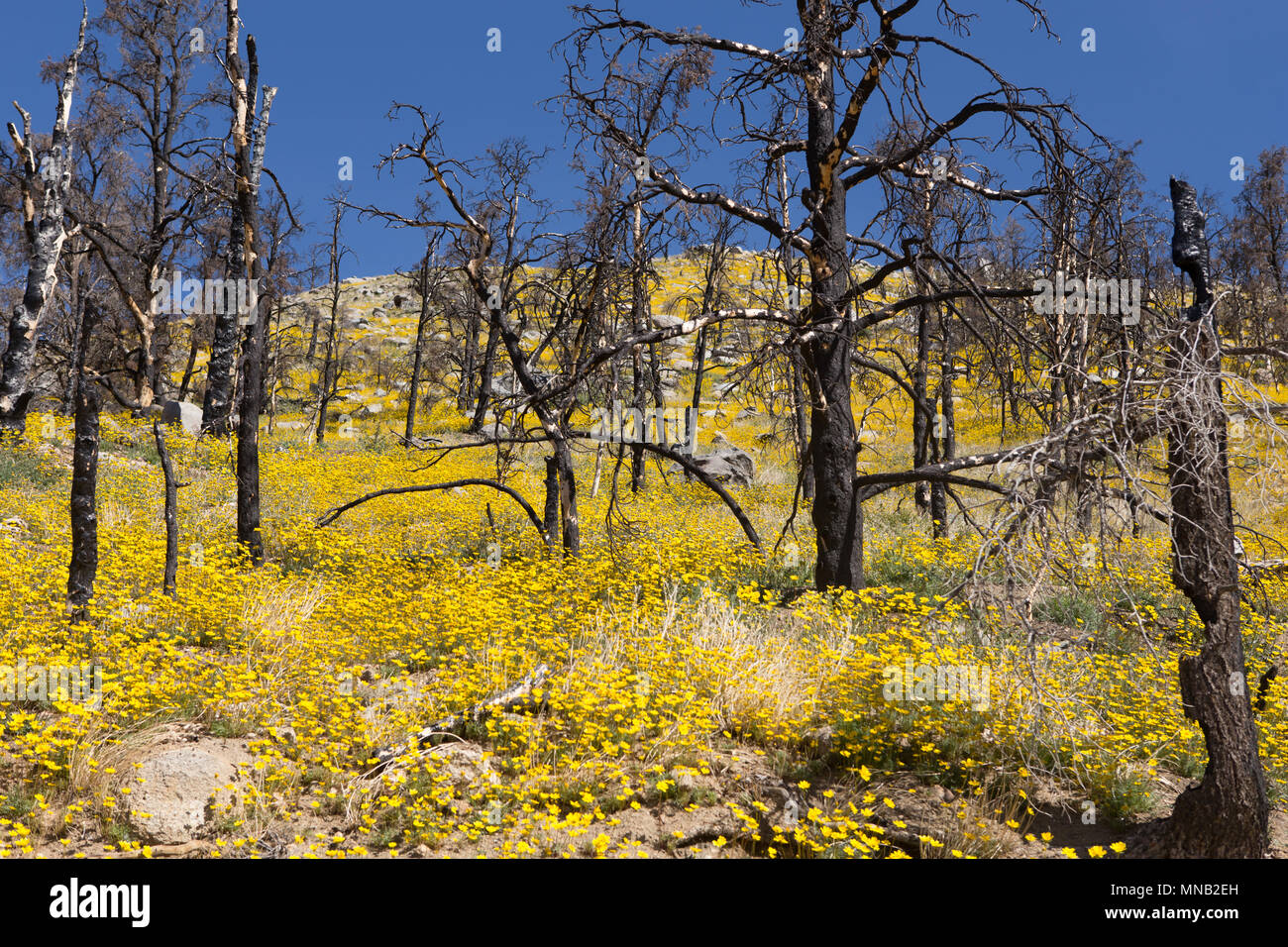 Wild flowers after forest fire hi-res stock photography and images - Alamy