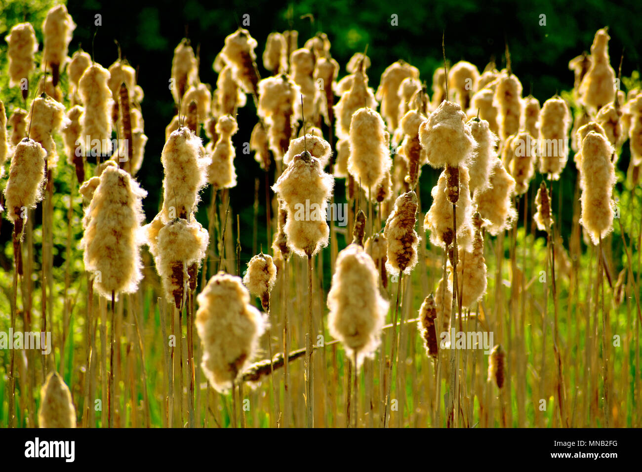 Thinking reed hi-res stock photography and images - Alamy
