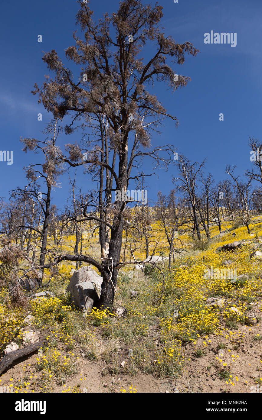 Wild flowers after forest fire hi-res stock photography and images - Alamy
