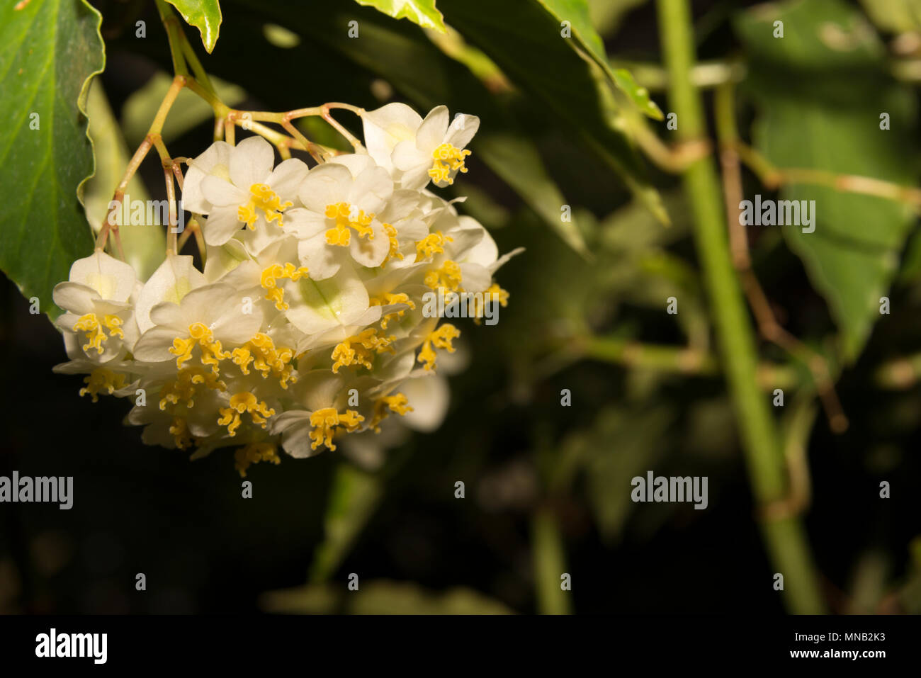 Begonia undulata hi-res stock photography and images - Alamy