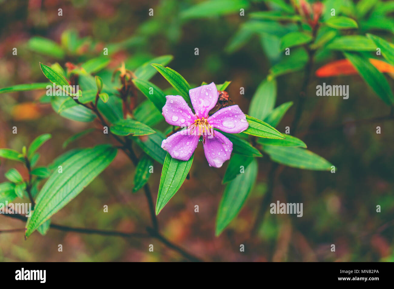 Natural scence hi-res stock photography and images - Alamy