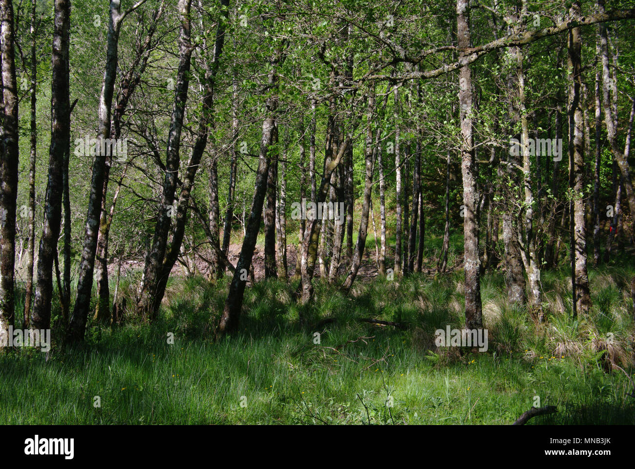 Tobermory, Isle of Mull Stock Photo - Alamy Tobermory, Isle of Mull Stock Photo - Alamy