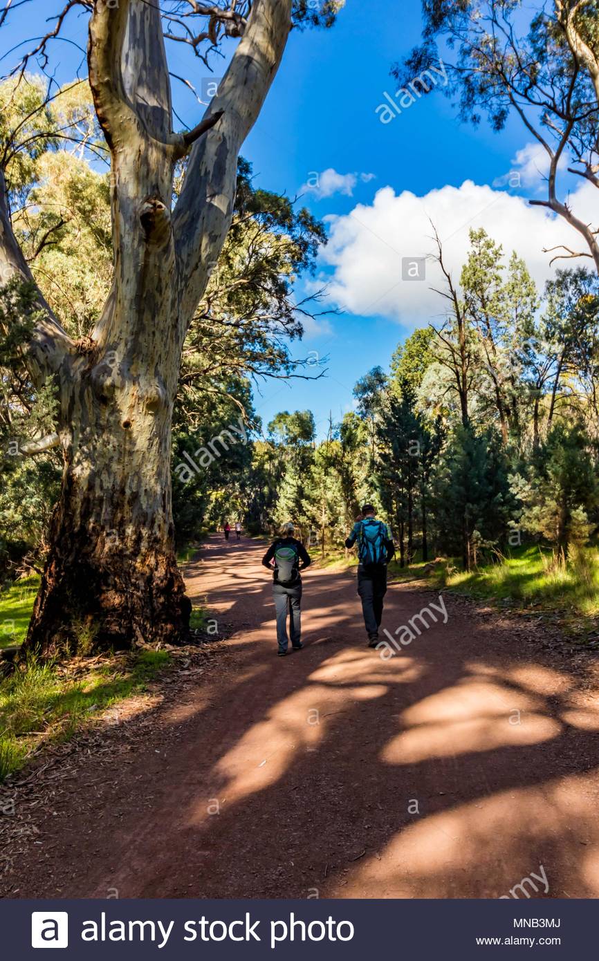 Australian Bush Walk High Resolution Stock Photography and Images - Alamy