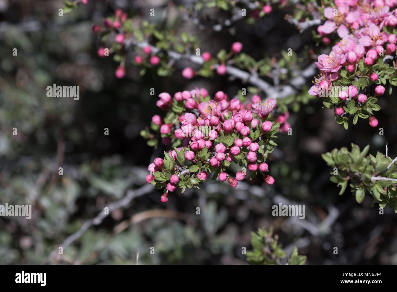 Prunus andersonii flowers hi-res stock photography and images - Alamy