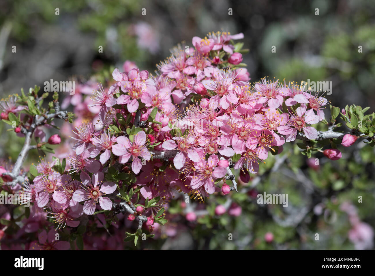 Prunus andersonii flowers hi-res stock photography and images - Alamy