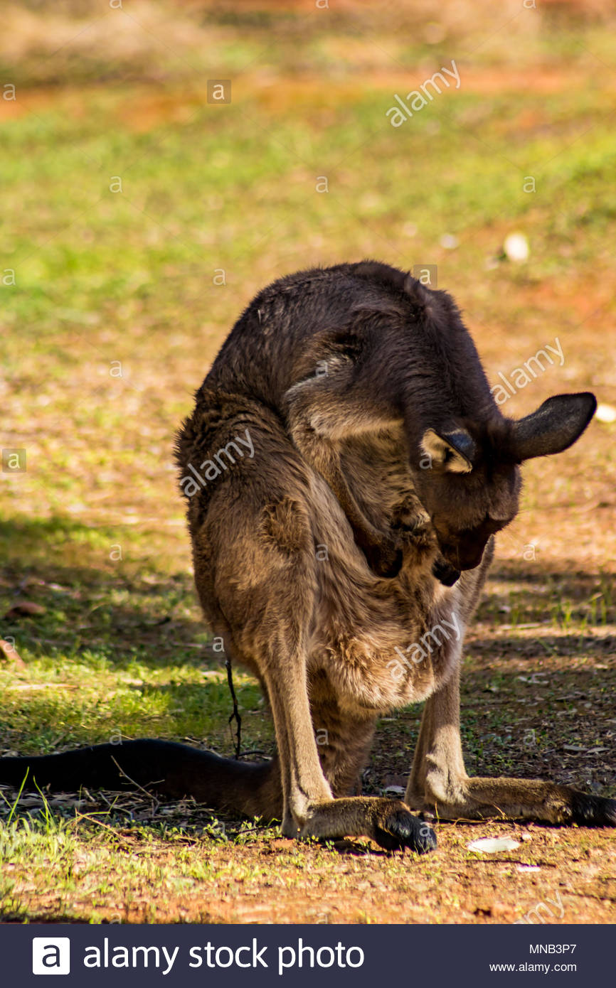 Baby Kangaroo Pouch Stock Photos & Baby Kangaroo Pouch Stock Images - Alamy