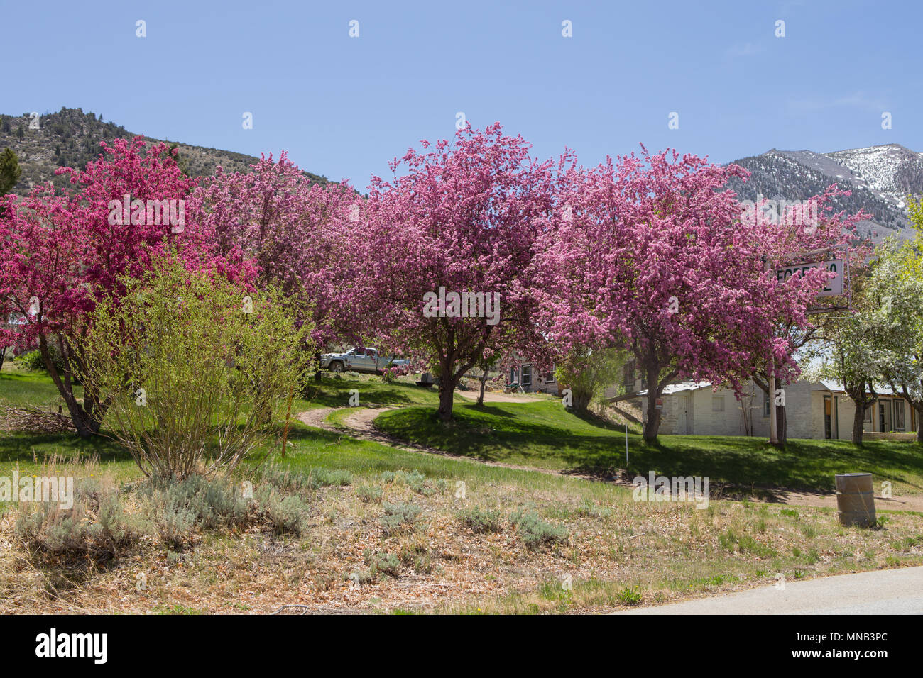 California redbud hi-res stock photography and images - Alamy