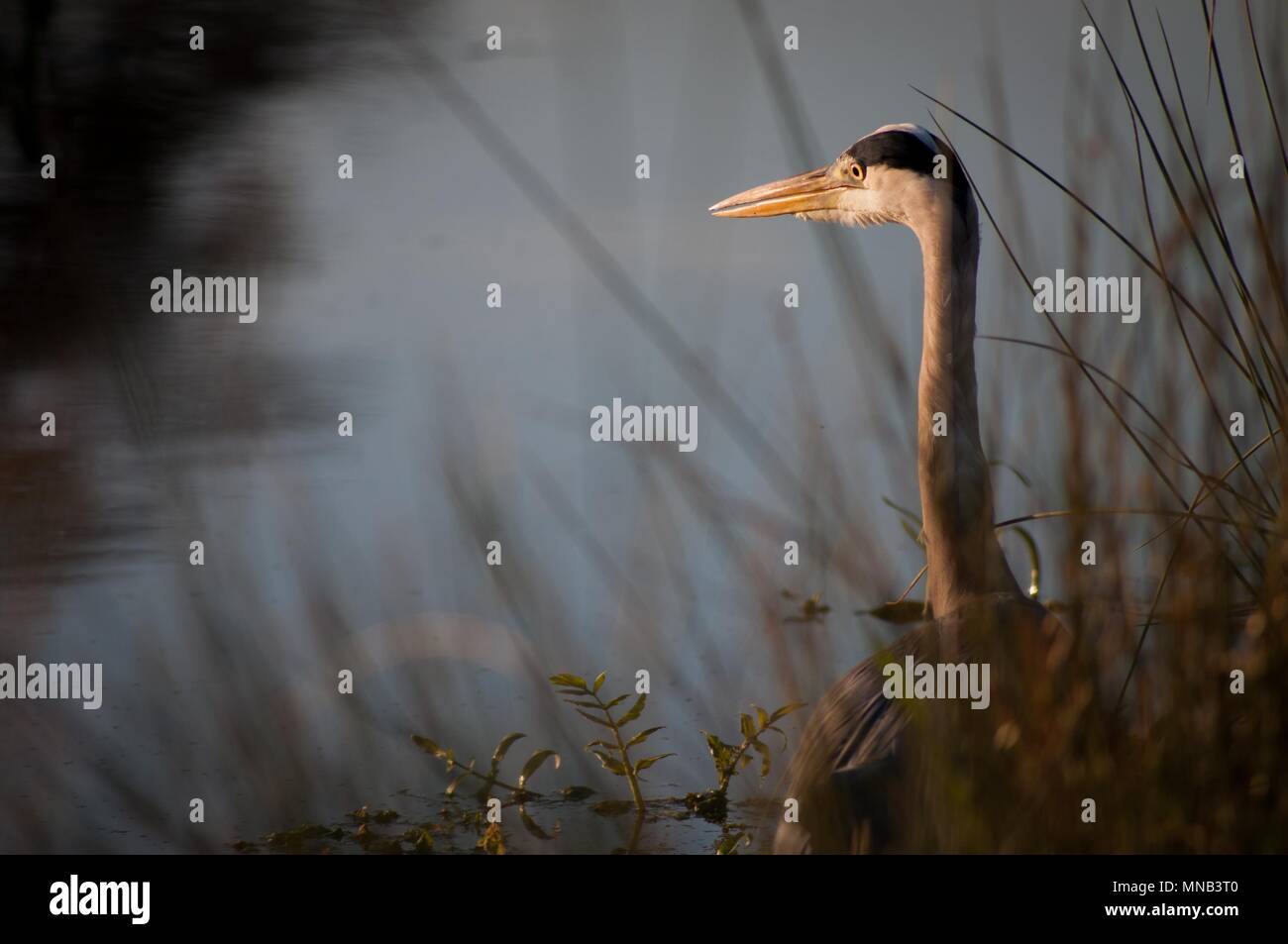 Heron Waiting in the Reeds, Bushy Park, Surrey Stock Photo - Alamy