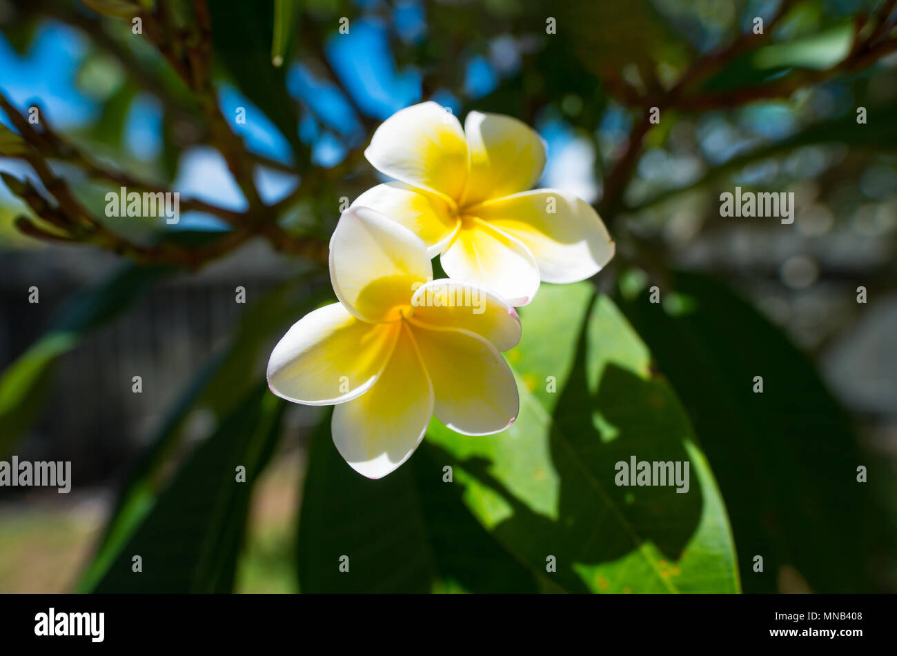 Blue And Green Plumeria