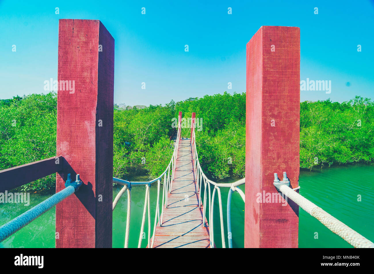 Wooden walking bridge in mangrove forest Stock Photo - Alamy