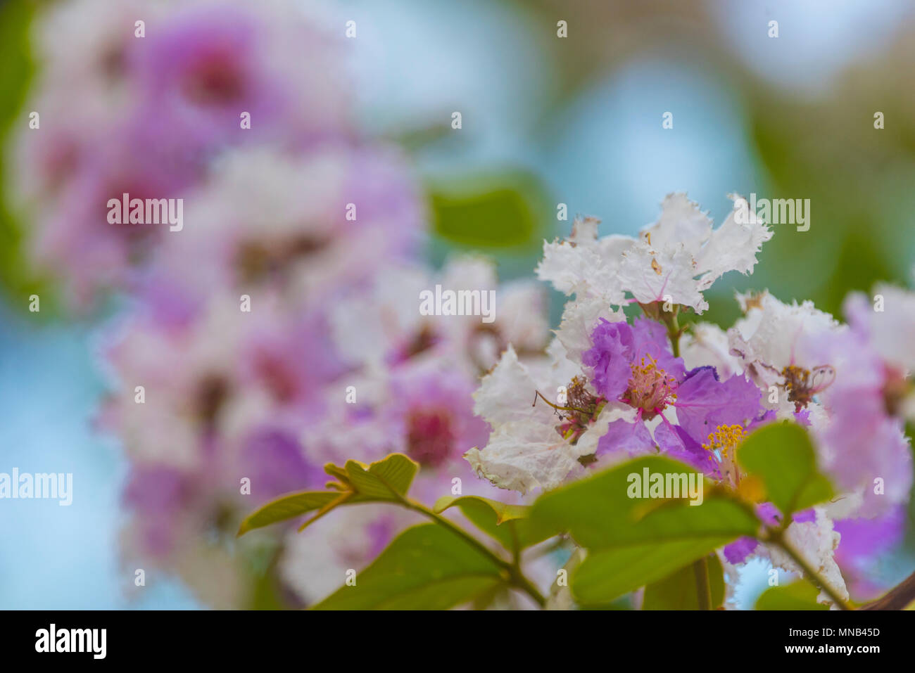 colorful flower on tropical tree in Thailand, natural scene in Asia ...